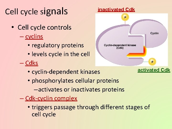 Regulation of Cell Division Ch 12 Coordination of