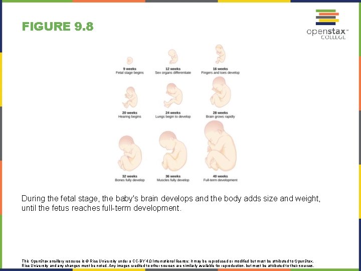 PSYCHOLOGY Chapter 9 LIFESPAN DEVELOPMENT Power Point Image