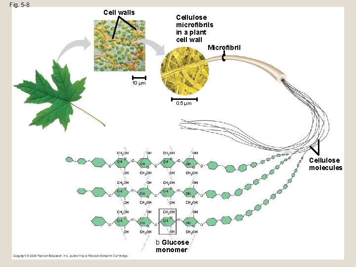 Chapter 5 The Structure and Function of Large