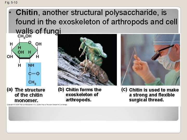 Chapter 5 The Structure and Function of Large
