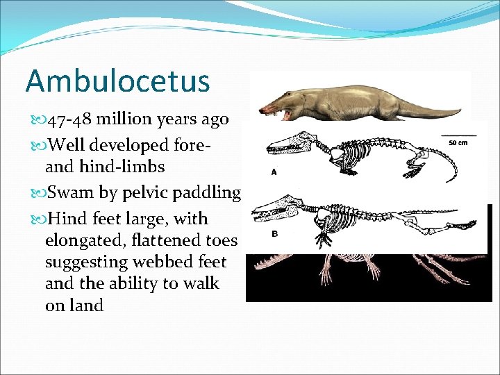 Evolution of Whales From Land to Water Catie