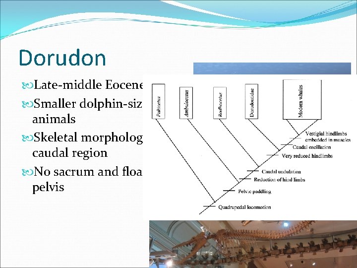 Evolution of Whales From Land to Water Catie