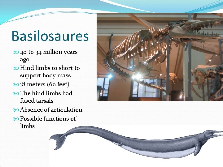 Evolution of Whales From Land to Water Catie