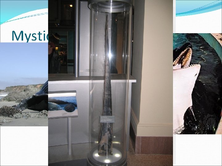 Evolution of Whales From Land to Water Catie