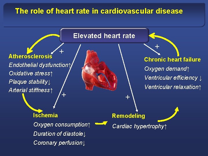 The pivotal role of heart rate in cardiovascular