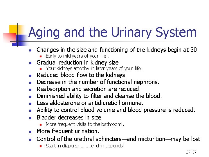 Human Anatomy Mc Kinley OLoughlin Chapter 27 Urinary