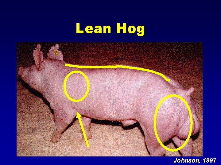 Evaluating Fat and Muscle in Livestock Developed by