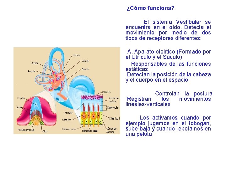 SENSOPERCEPCIN SENTIDO CINESTSICO Y VESTIBULAR 1 CUATRIMESTRE DE