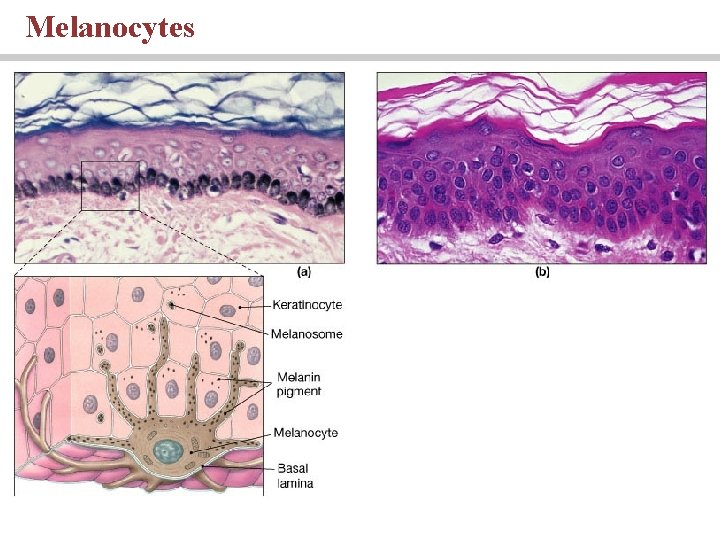 Anatomy Physiology Lecture 5 Chapter 5 The Integumentary