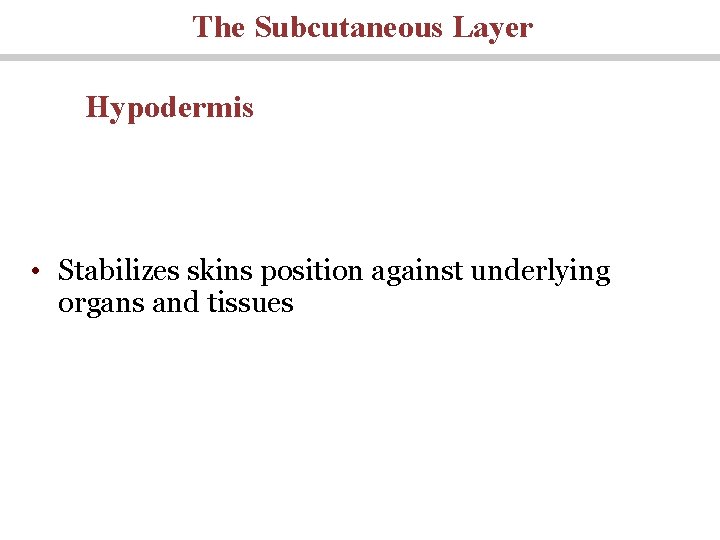 Anatomy Physiology Lecture 5 Chapter 5 The Integumentary