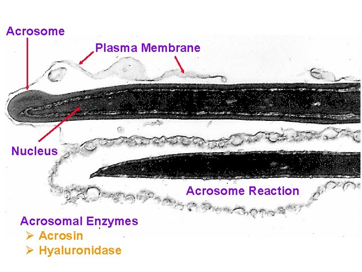 Animal Science 434 Epididymis Ejaculation and Semen Sperm