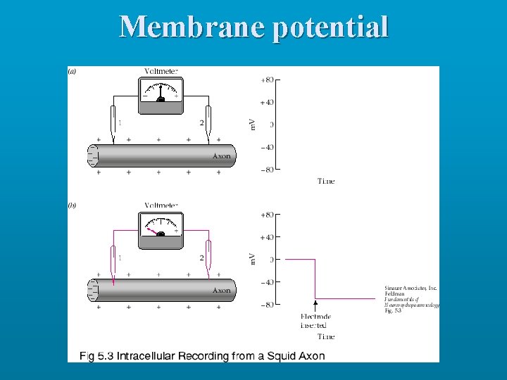 Physiology of the Nervous System Ion channels n