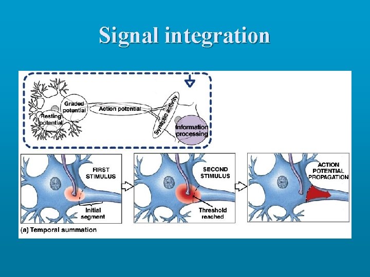 Physiology of the Nervous System Ion channels n