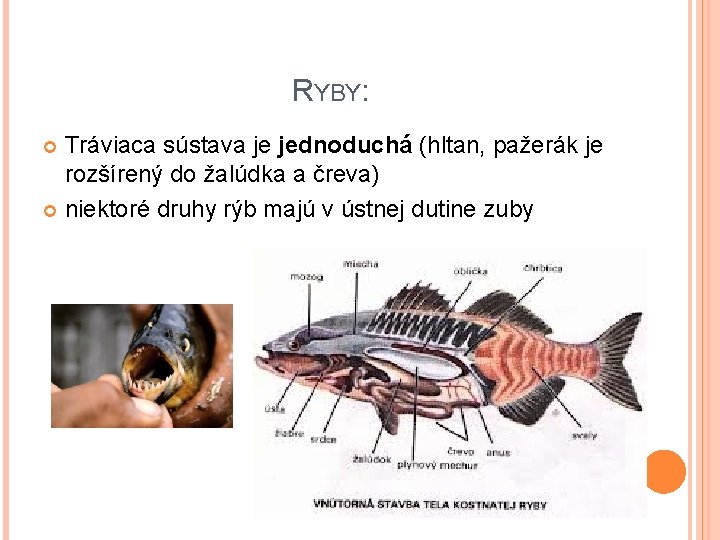 TRVIACA SSTAVA STAVOVCOV FUNKCIE TRVIACEJ SSTAVY zabezpeuje prijmanie