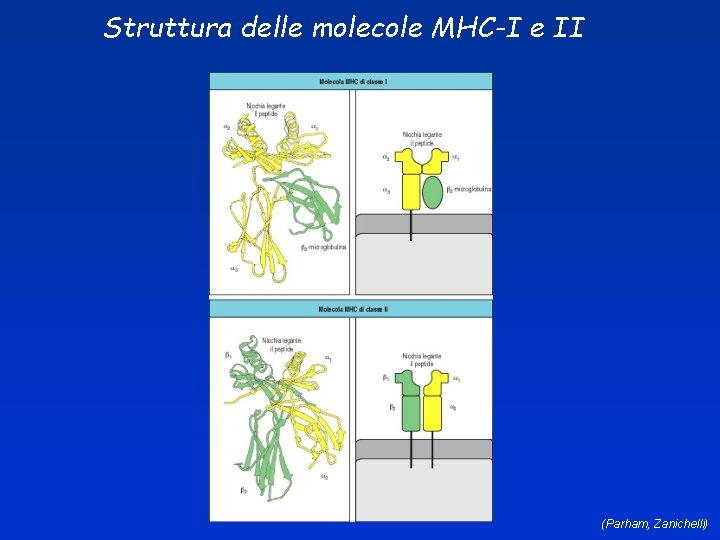 Il Sistema MHC Il Sistema MHC Major Histocompatibility