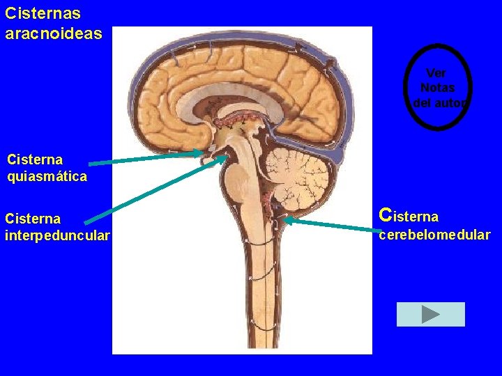 TEMA II Sistema Nervioso Meninges Vascularizacin y Lquido