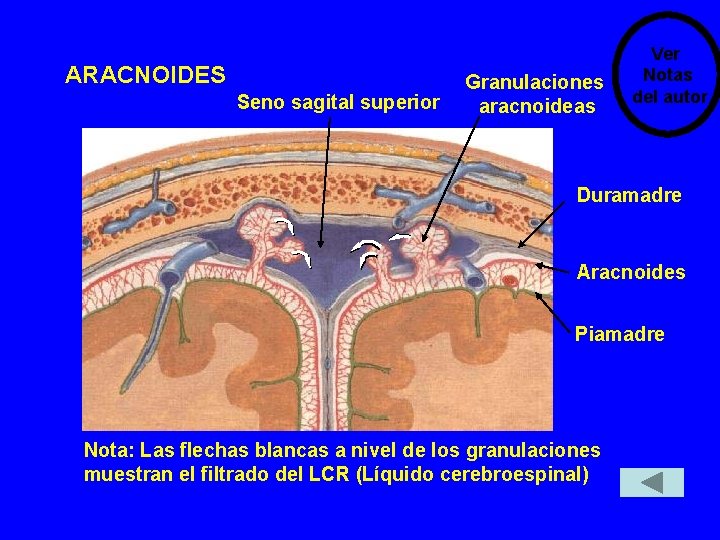 TEMA II Sistema Nervioso Meninges Vascularizacin y Lquido