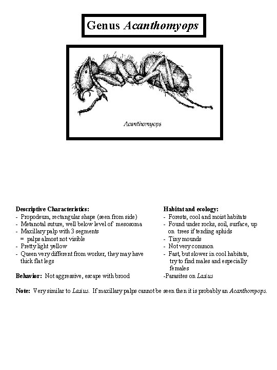 Subfamily Formicinae Compiled by Hilda Taylor and William