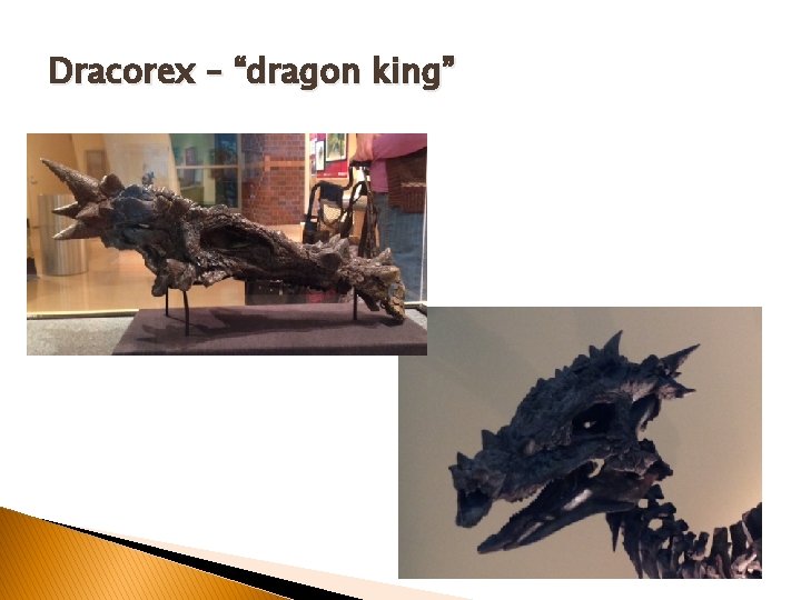 Dinosaurs 1 2 3 4 5 Why Study