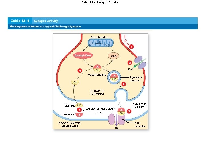 12 7 Synapses Synaptic Activity Action potentials nerve