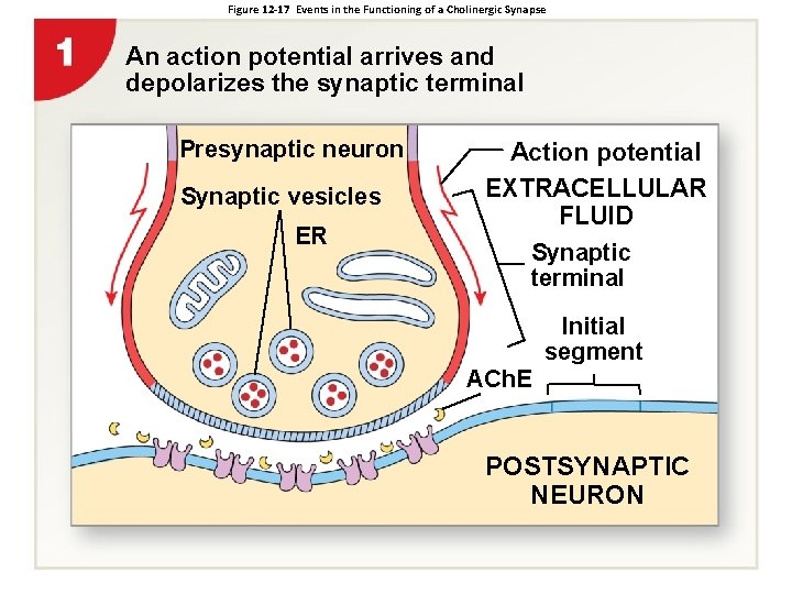 12 7 Synapses Synaptic Activity Action potentials nerve