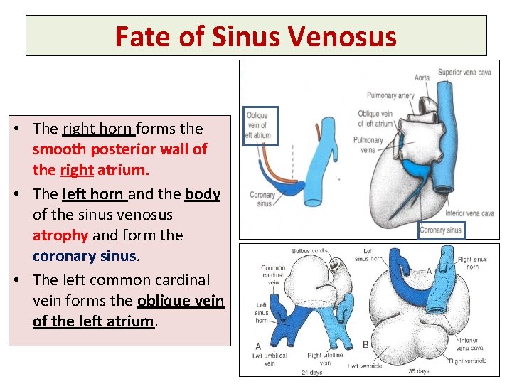 HEART DEVELOPMENT Prof Saeed Abuel Makarem Objectives By