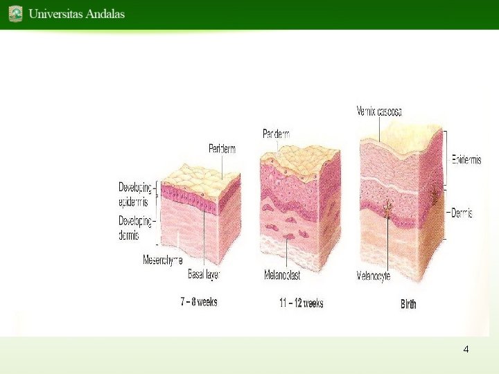 EMBRIOLOGI SUSUNAN KULIT Prof DR dr Hj Yanwirasti