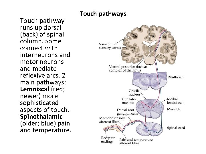 Chapter 13 Touch The skinbased receptor system The