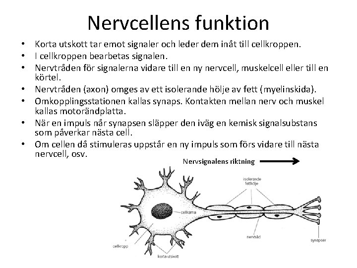 Nervsystemet Nervsystemet Nervsystemet bestr av hjrnan ryggmrgen och
