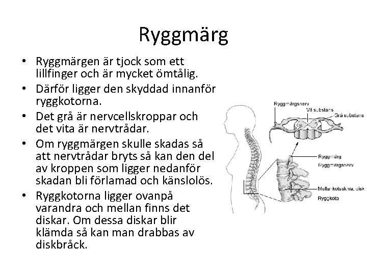 Nervsystemet Nervsystemet Nervsystemet bestr av hjrnan ryggmrgen och
