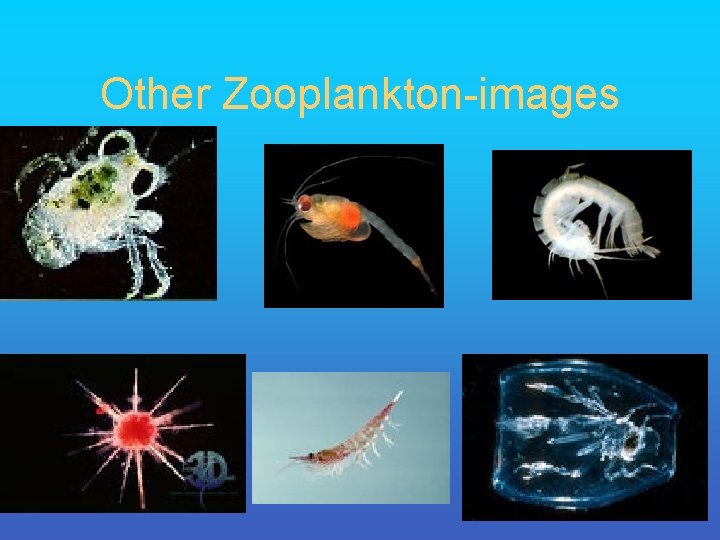 Zooplankton Fall 2006 Plankton Classification Plankton Holoplankton ...
