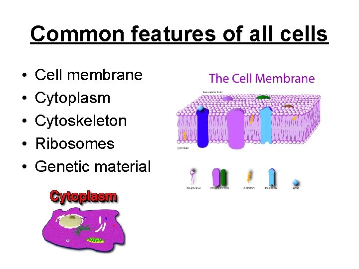 Chapter 7 Looking at cells Where does cork