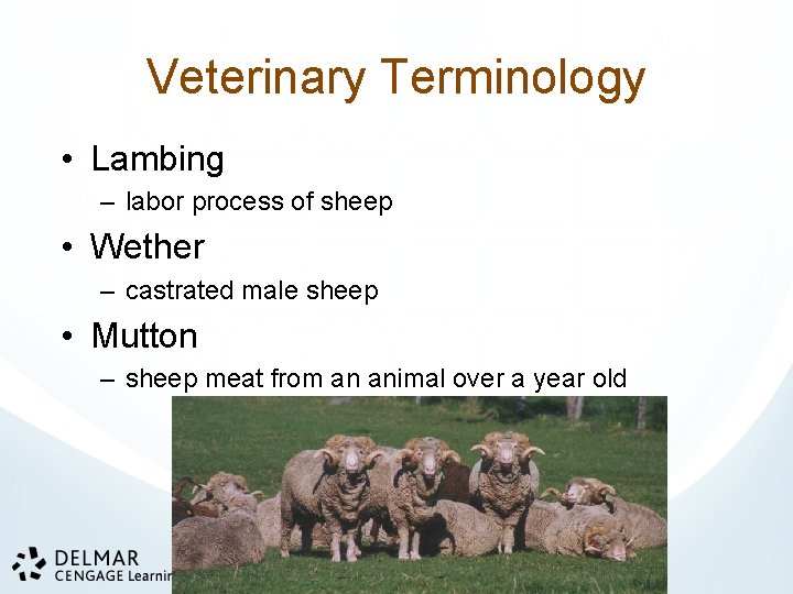 Chapter 22 Sheep Breed Identification and Production Management