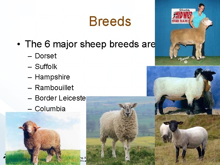 Chapter 22 Sheep Breed Identification and Production Management