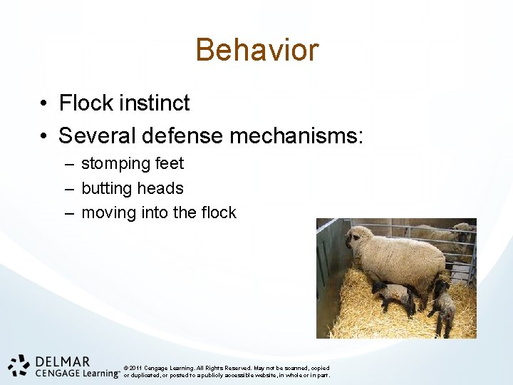 Chapter 22 Sheep Breed Identification and Production Management