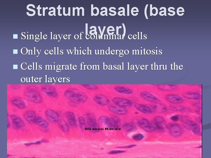 Integumentary System Skin and Its Appendages Anatomy Physiology
