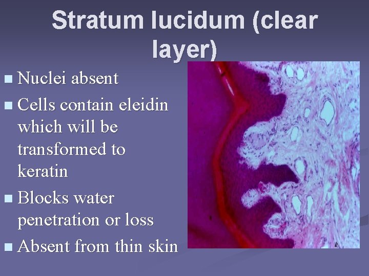 Integumentary System Skin and Its Appendages Anatomy Physiology