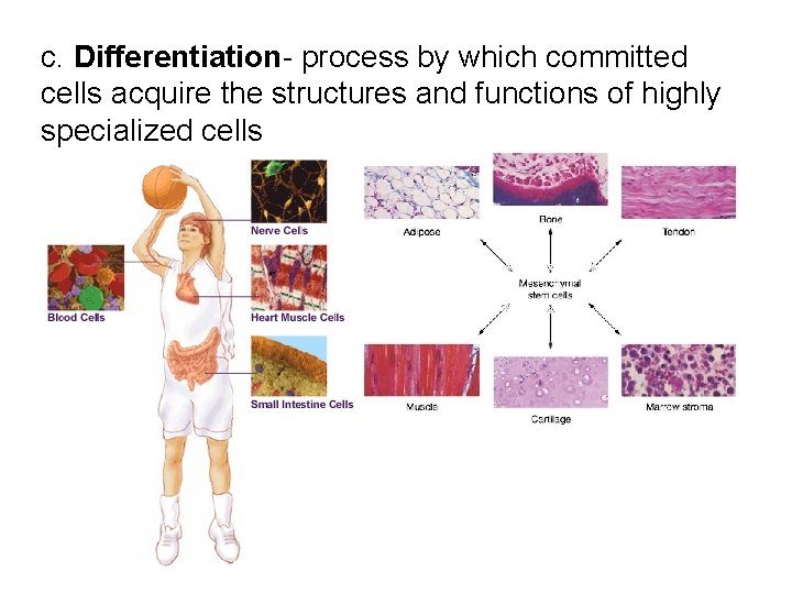 UNIT 6 HUMAN BIOLOGY Chapter 28 Human Systems