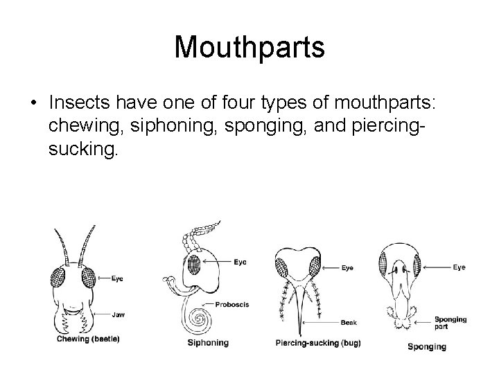 Chapter 13 Pest Management Insects have successfully adapted