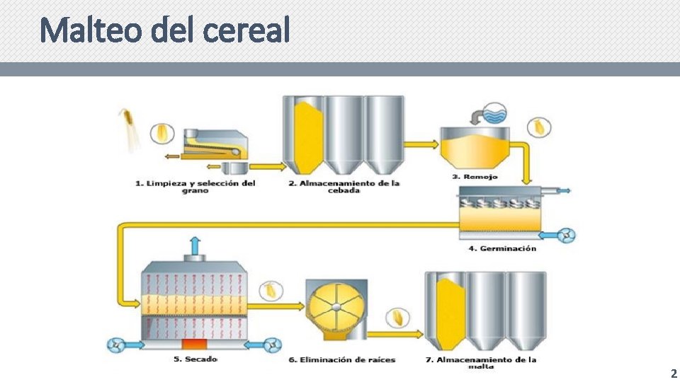 Qu es el malteado 1 Malteo del cereal