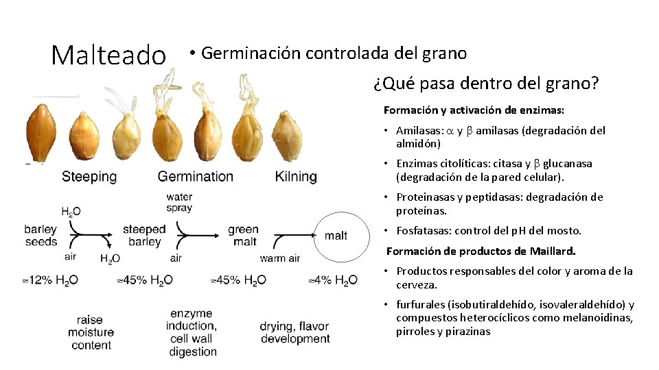 Qu es el malteado 1 Malteo del cereal
