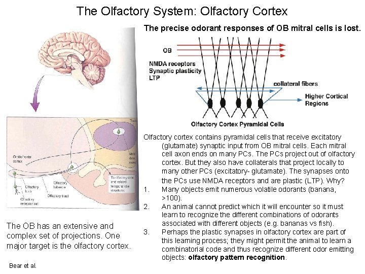 The Chemical Senses The olfactory system is one