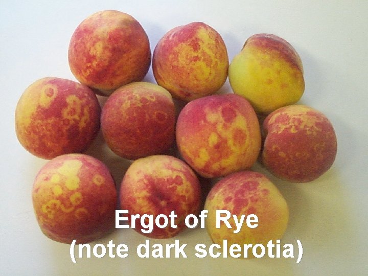 What is Plant Pathology or Phytopathology Plant Pathology