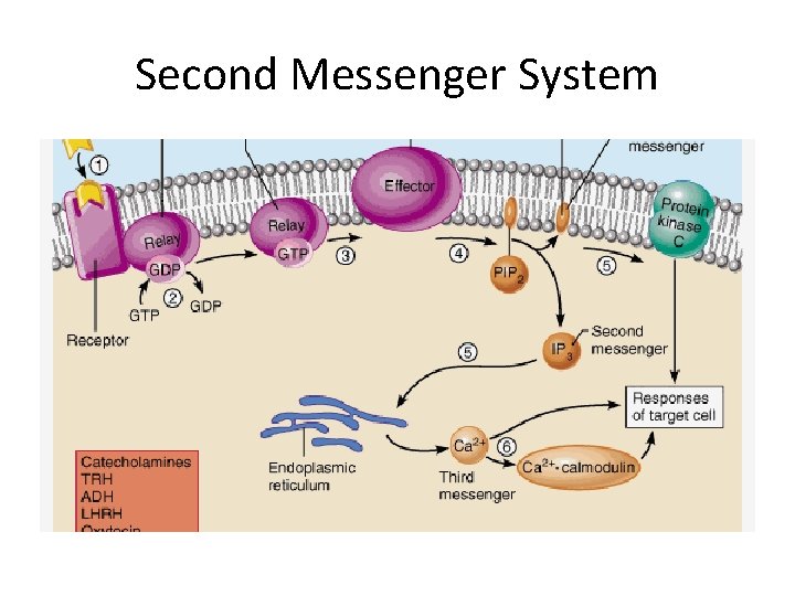 The Nervous System Detron M Brown MPH Objectives