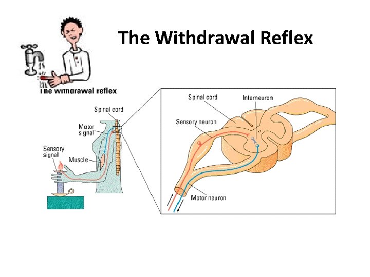 The Nervous System Detron M Brown MPH Objectives