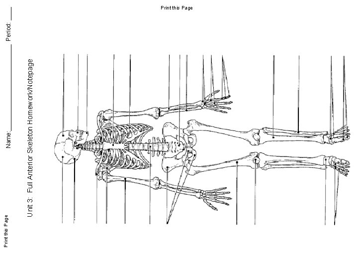 Name Period Unit 3 Full Anterior Skeleton HomeworkNotepage