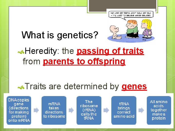 Unit 5 Genetics Outcome I will investigate how