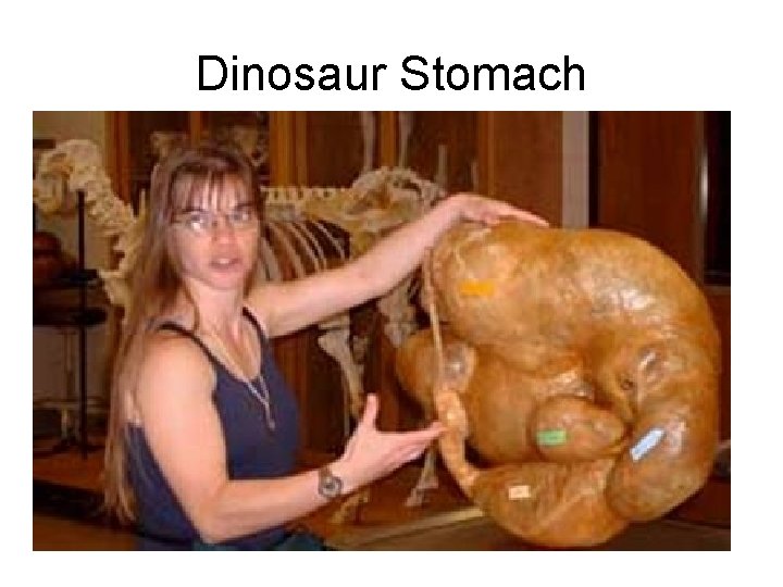 The Digestive System Coachbook pages 67 68 Getting