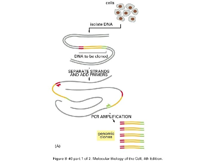 Lab 6 b Working with DNA Amplifying DNA