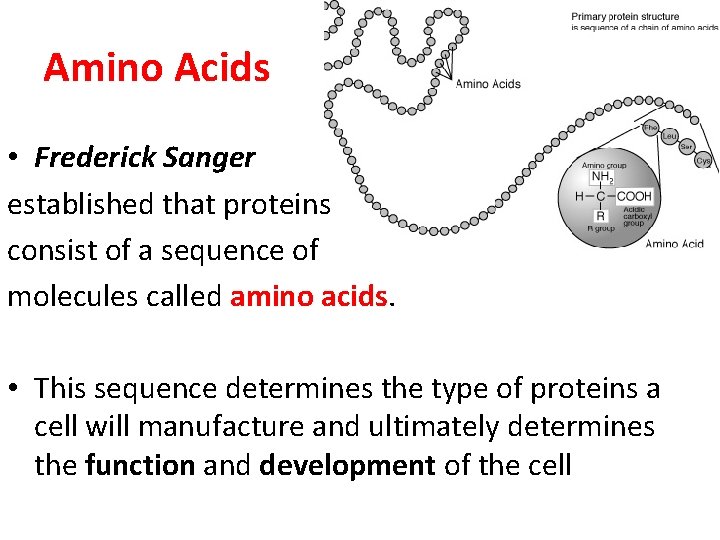 PART 3 PROTEIN SYNTHESIS AND GENE EXPRESSION Remember